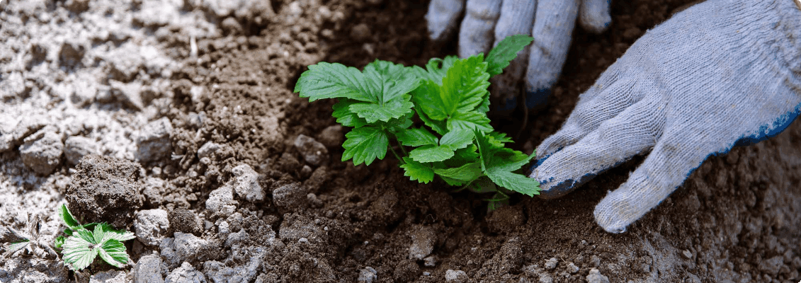 re:grow | WWF-Canada