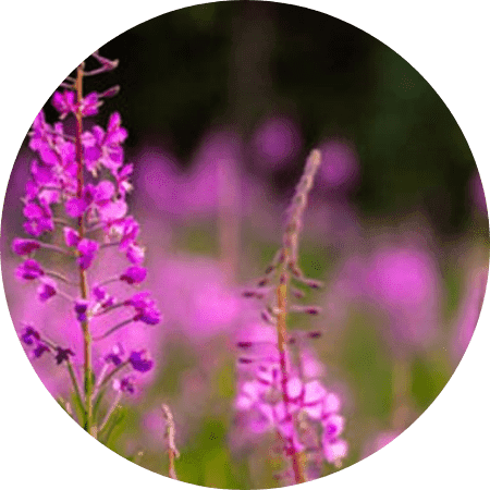 re:grow | WWF-Canada